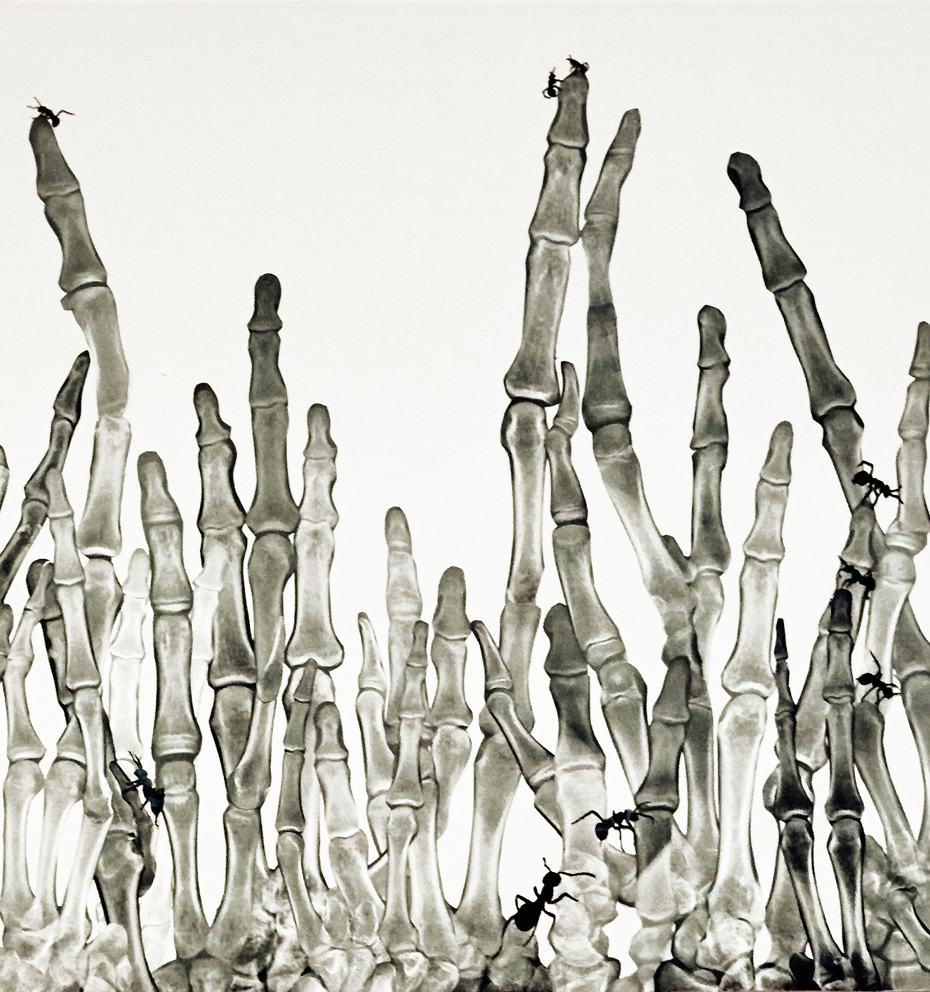COLLAGES1#Anatomie – Brigitte Amarger